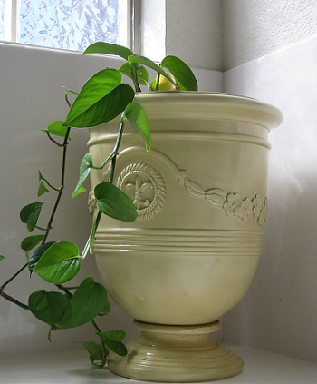 pothos - God Treasure